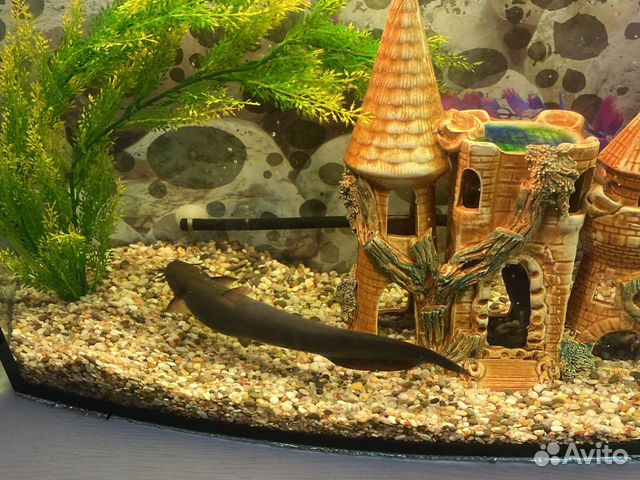 Мешкожаберный сом