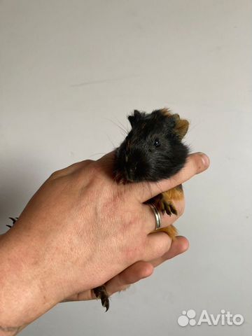Морские свинки мальчики