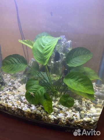 Анубиас бартери