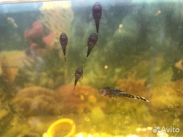 Живая рыба сом