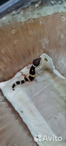 Зублефары для содержания не для разведения