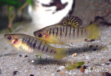 Лимия чернополосая (poecilia nigrofasciata)