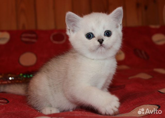 Белоснежные шотландские котята