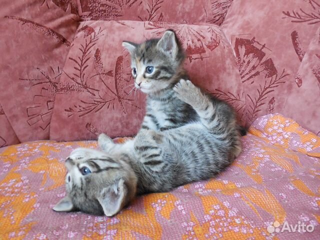 Лесные полосатики