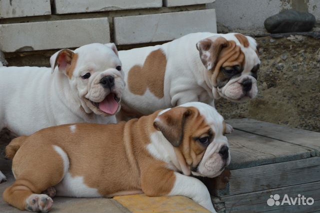 Рыже-белая и черные триколорки