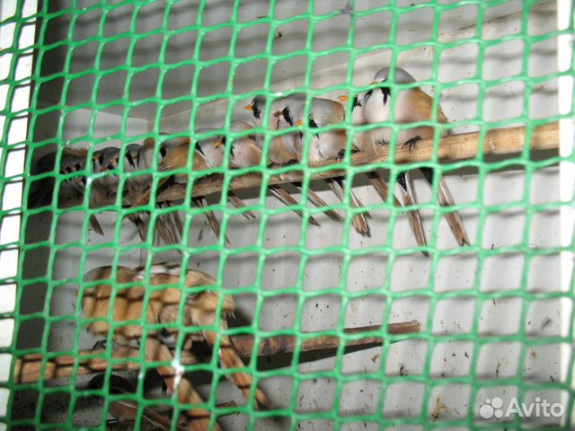 Усатые синицы