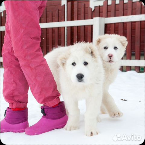 Белый алабай с черным носом