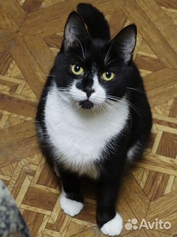 Умная кошка в добрые руки