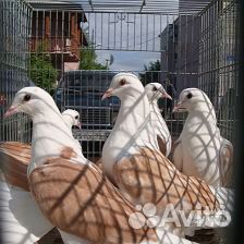 Голуби Чебаркульские бойные высоколетные