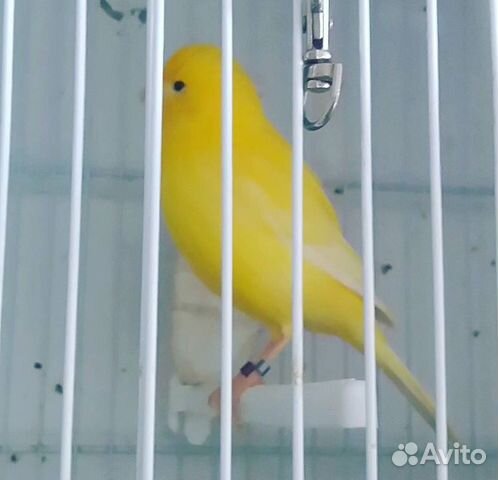 Певчие кенары(зелёные, лимонные,белые)