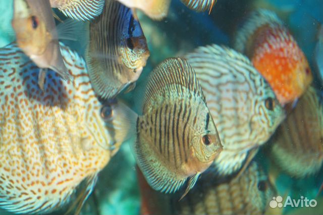 Дискусы-короли пресноводных аквариумов