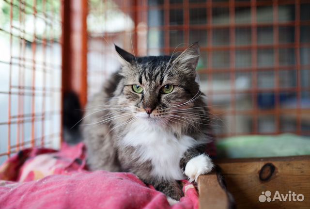 Роскошная кошка Сибирь ищет дом