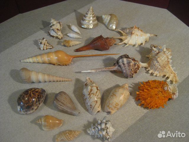 Морские ракушки