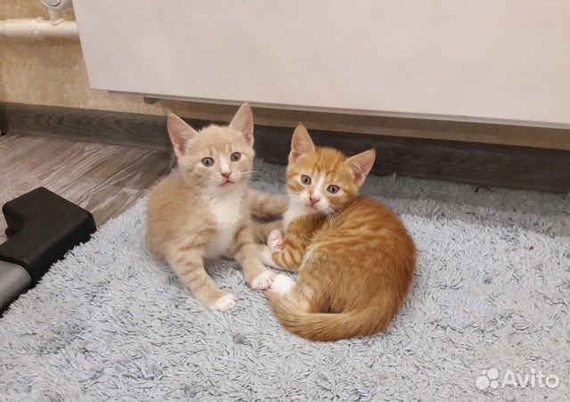 Солнечные котята - рыжие, плюшевые детки