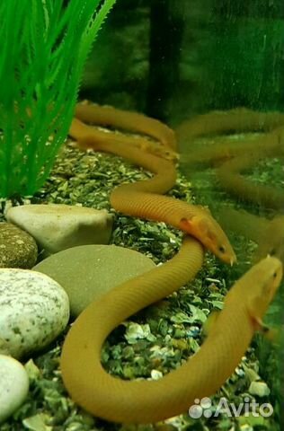 Аквариумная рыба Каламаихт