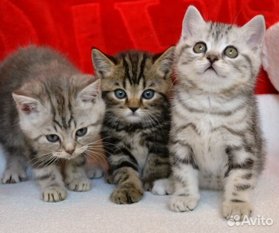 Три танкиста. И подруга