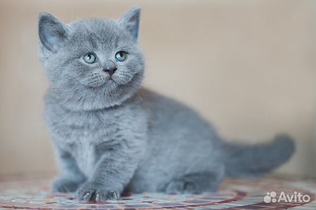 Британский котик Марсель