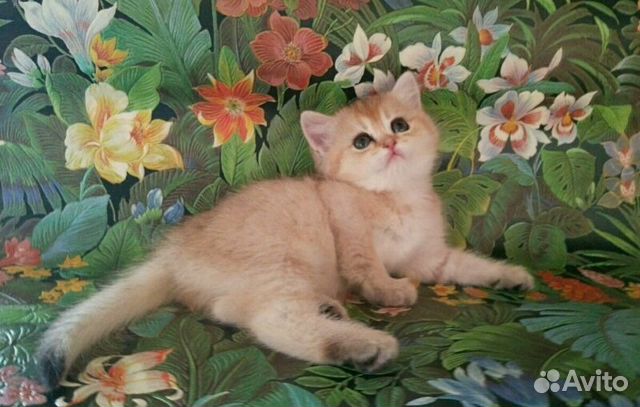 Золотая кошечка Марта