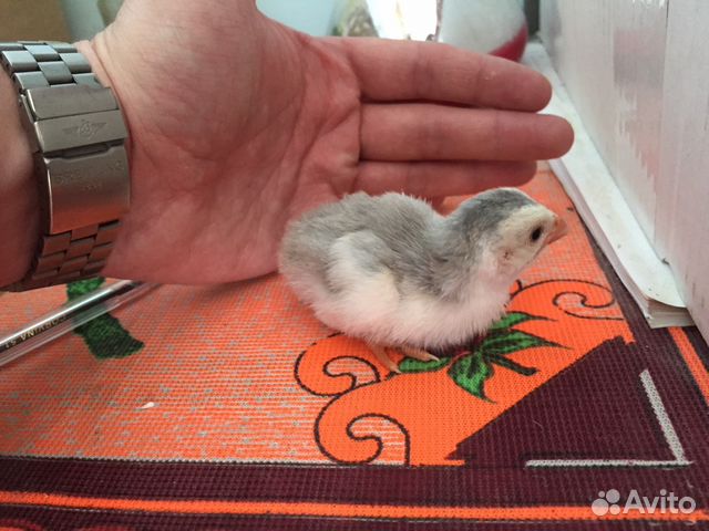 Цесарята загорская белогрудая голубая птенцы, Волж