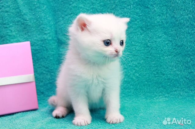 Мальчик серебристая шиншилла-поинт