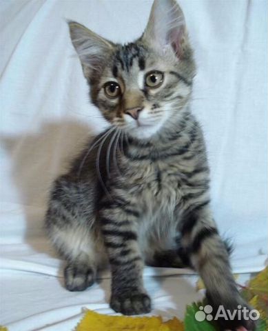 Ласковый котёнок в любящие руки)