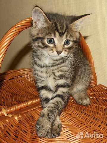 Плюшевые, ми-ми-мишные котята в хорошие руки