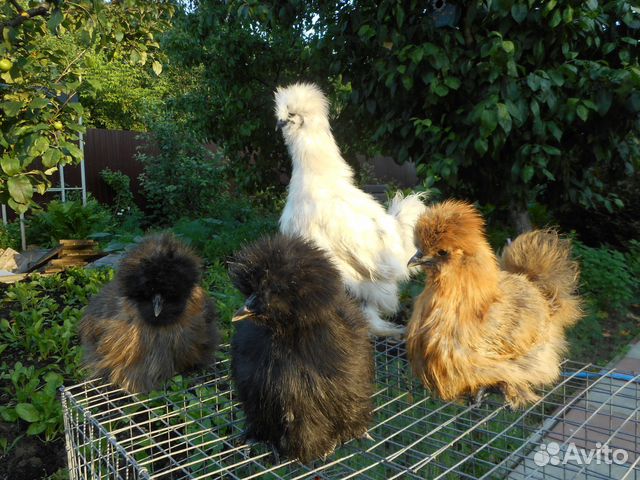 Цветной ухей илюй