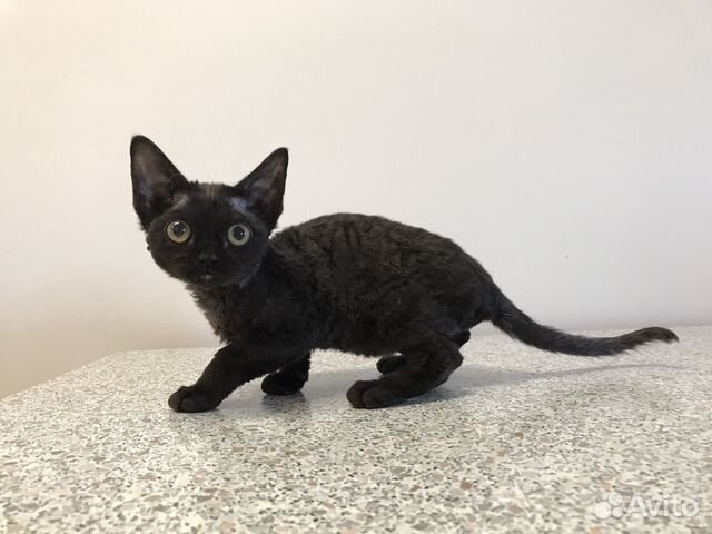 Кошечка Биатта