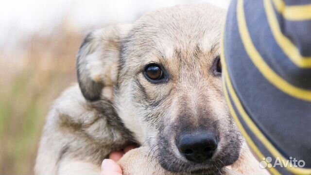 Само очарование