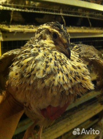 Перепела всех возрастов, 5 пород, инкубационное яй