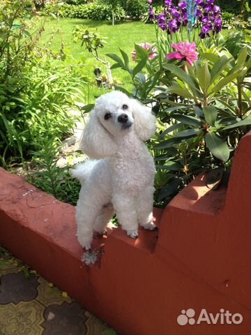 Той-Пудель Белый Принц приглашает невест на вязку