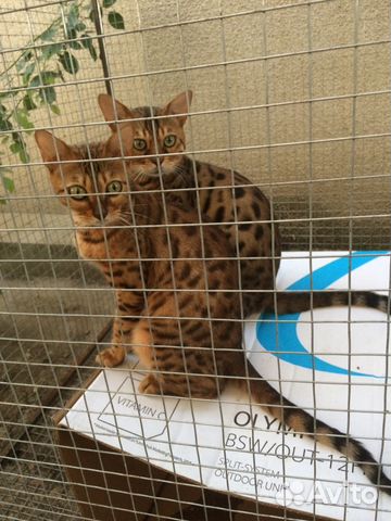 Бенгальские котята