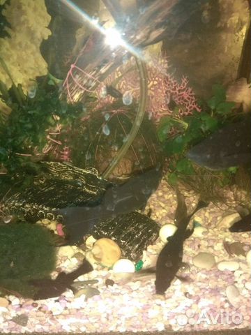 Мальки моллинезии