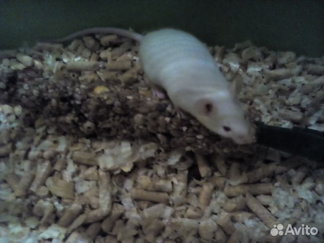 Мышь живая кормовая голыши наличие