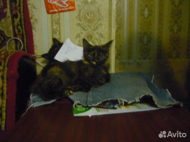 Отдадим трехцветную кошечку