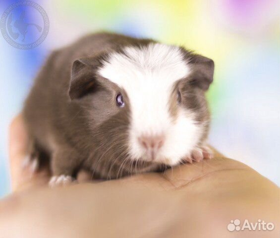 Мальчик морская свинка крестед шоколадная куница