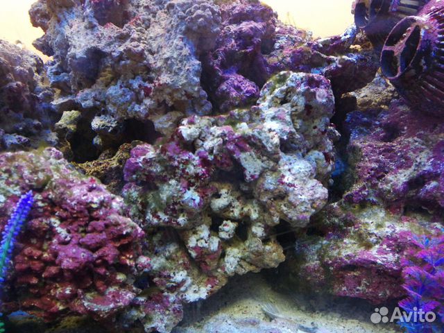 Живые камни для морского аквариума