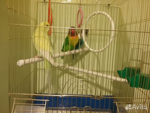 Попугаи Неразлучники