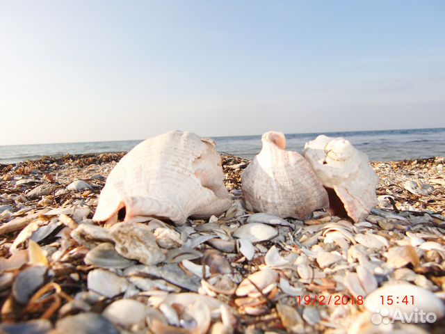 Продам ракушки рапаны с черного моря