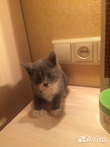 Ищет дом маленький котенок Басик