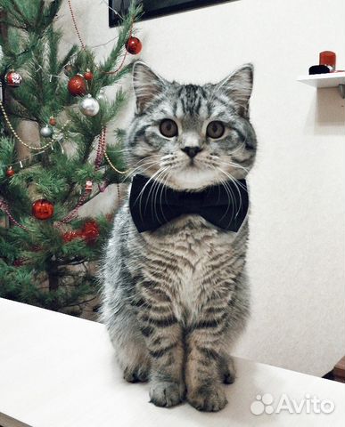 Шотландский аристократ. Вязка