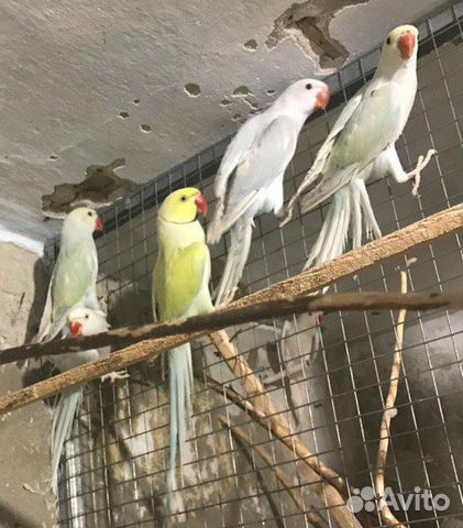 Попугаи александрийский