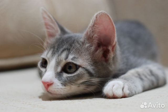 Выбрали фикус, а меня вернули обратно