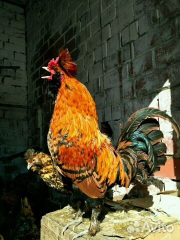 Павловский петух