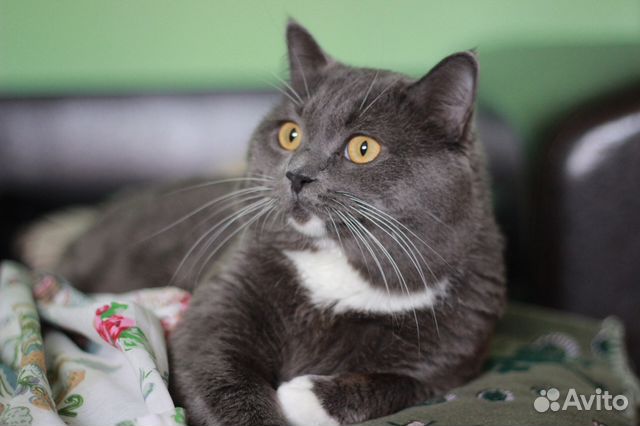 Котик британец ищет вязку
