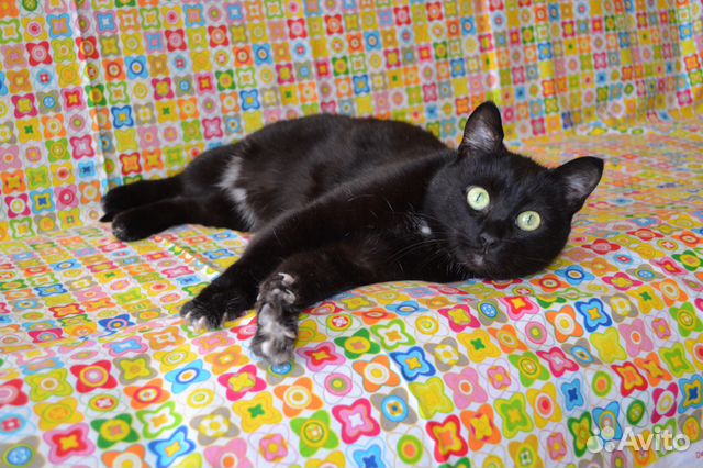 Красавица Плюша в добрые руки