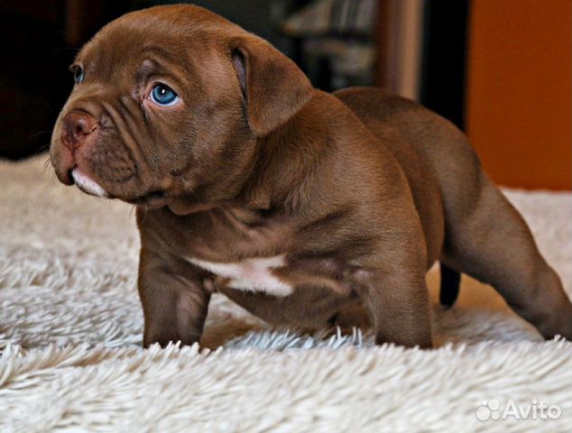 Феррари булли - Американский булли