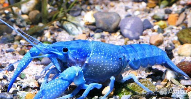 Креветки и раки новая партия