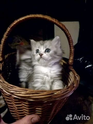 Отдадим котят,в заботливые руки