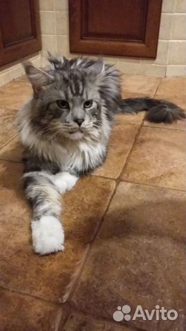 Приглашаем кошечку